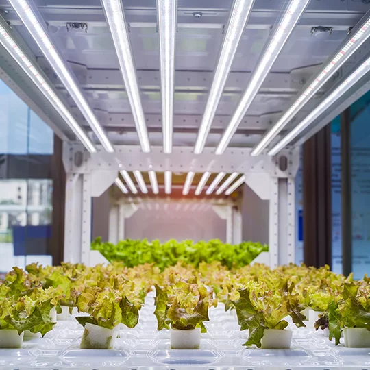 compact fluorescent ban